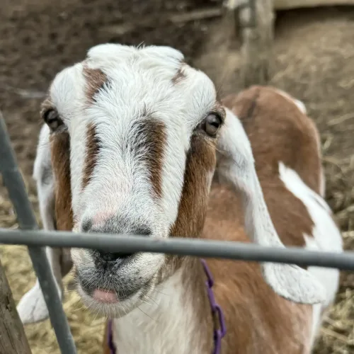 Why Keep a Closed Herd? - SaJe Family Farm