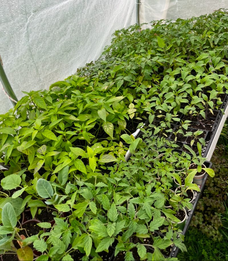 How to Start Seeds Indoors - SaJe Family Farm